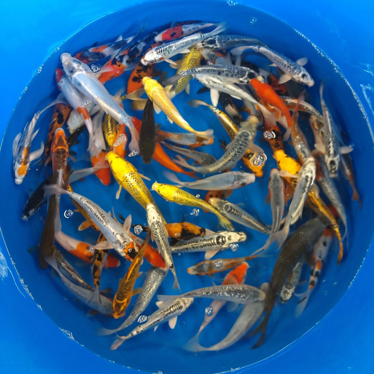 MOKOI
